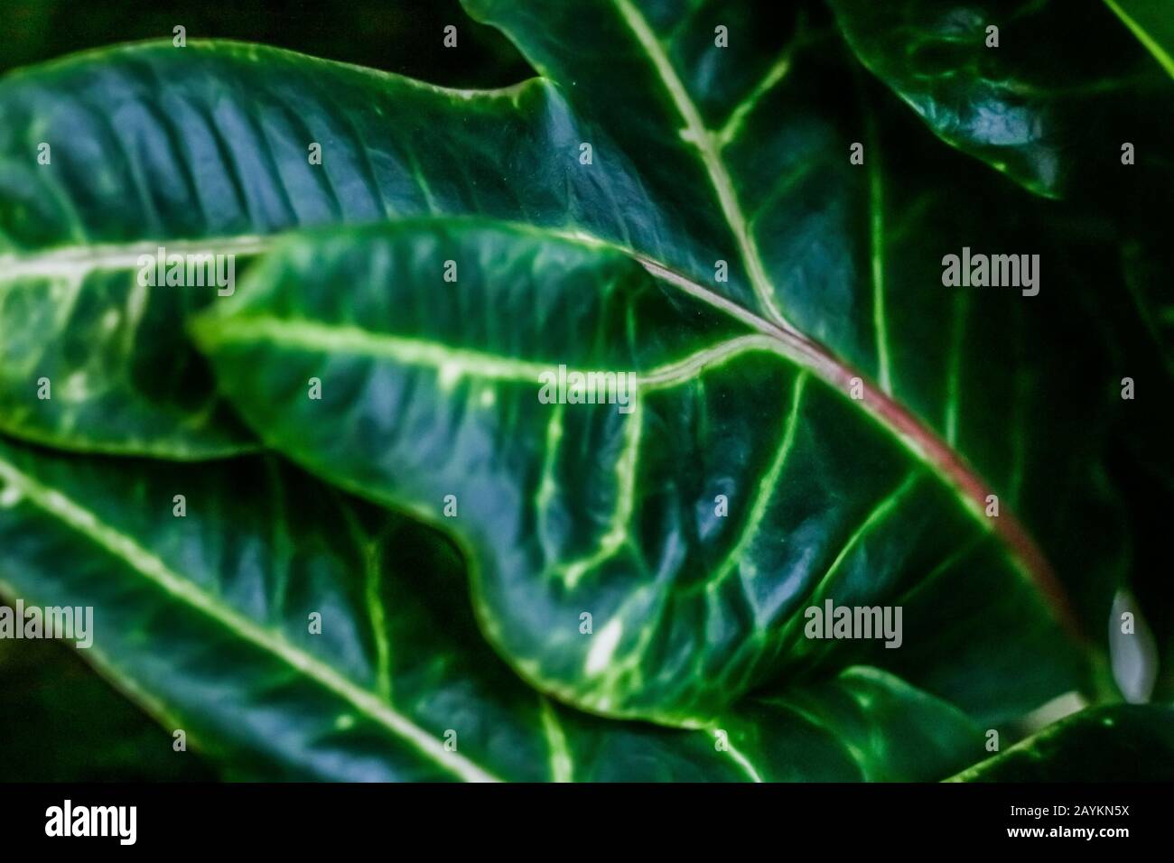 Botany, branding and print concept - Tropical garden nature background ...