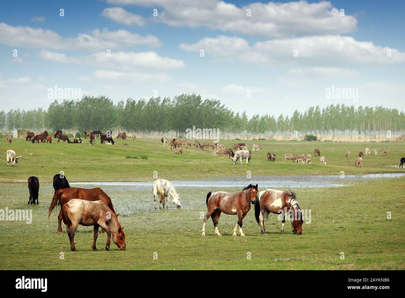 herd of horses and others farm animals in field in spring landscape ...