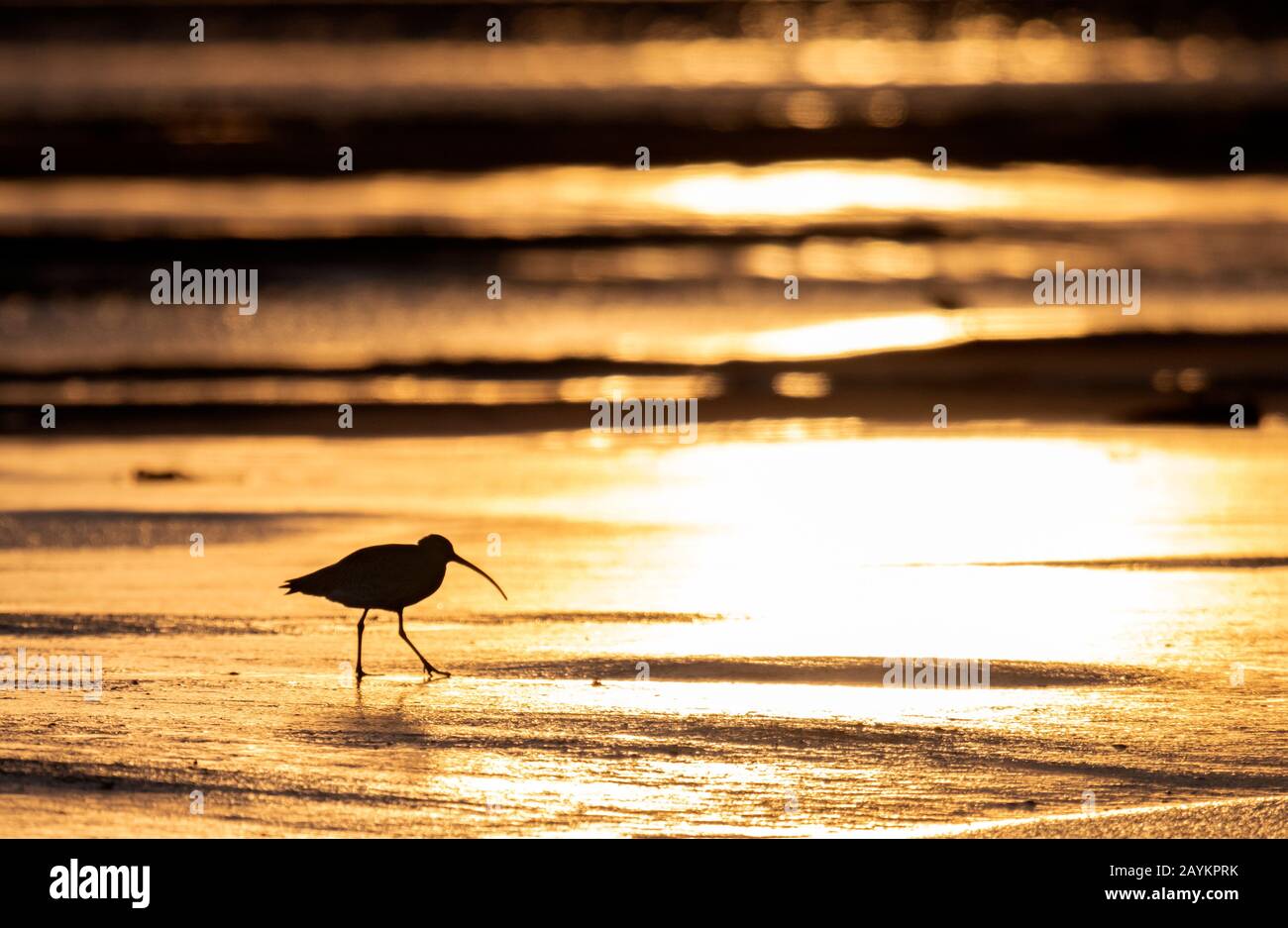 Curlew on holy island hi-res stock photography and images - Alamy