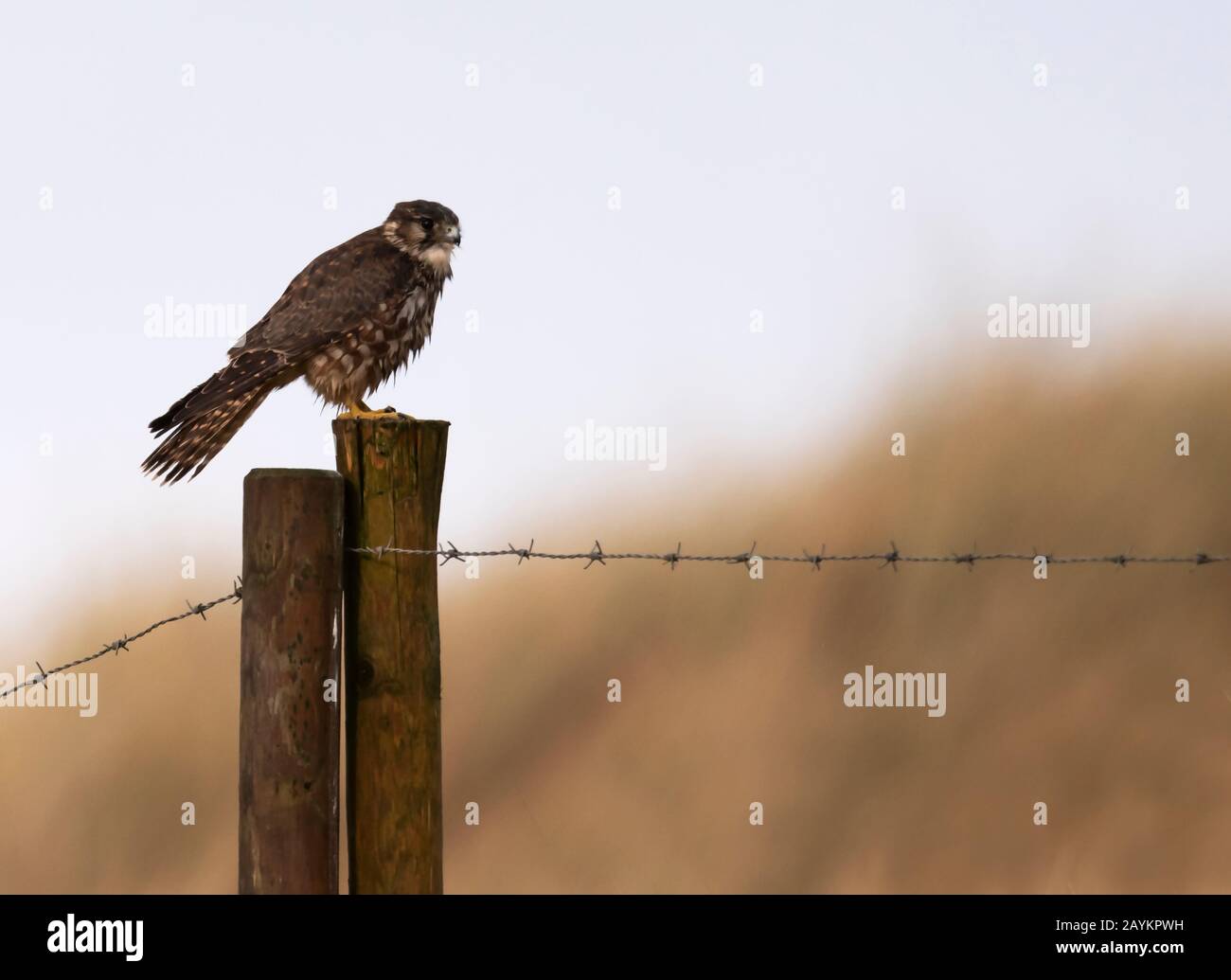 A wild female Merlin (falco columbarius) perched on wooden post ...