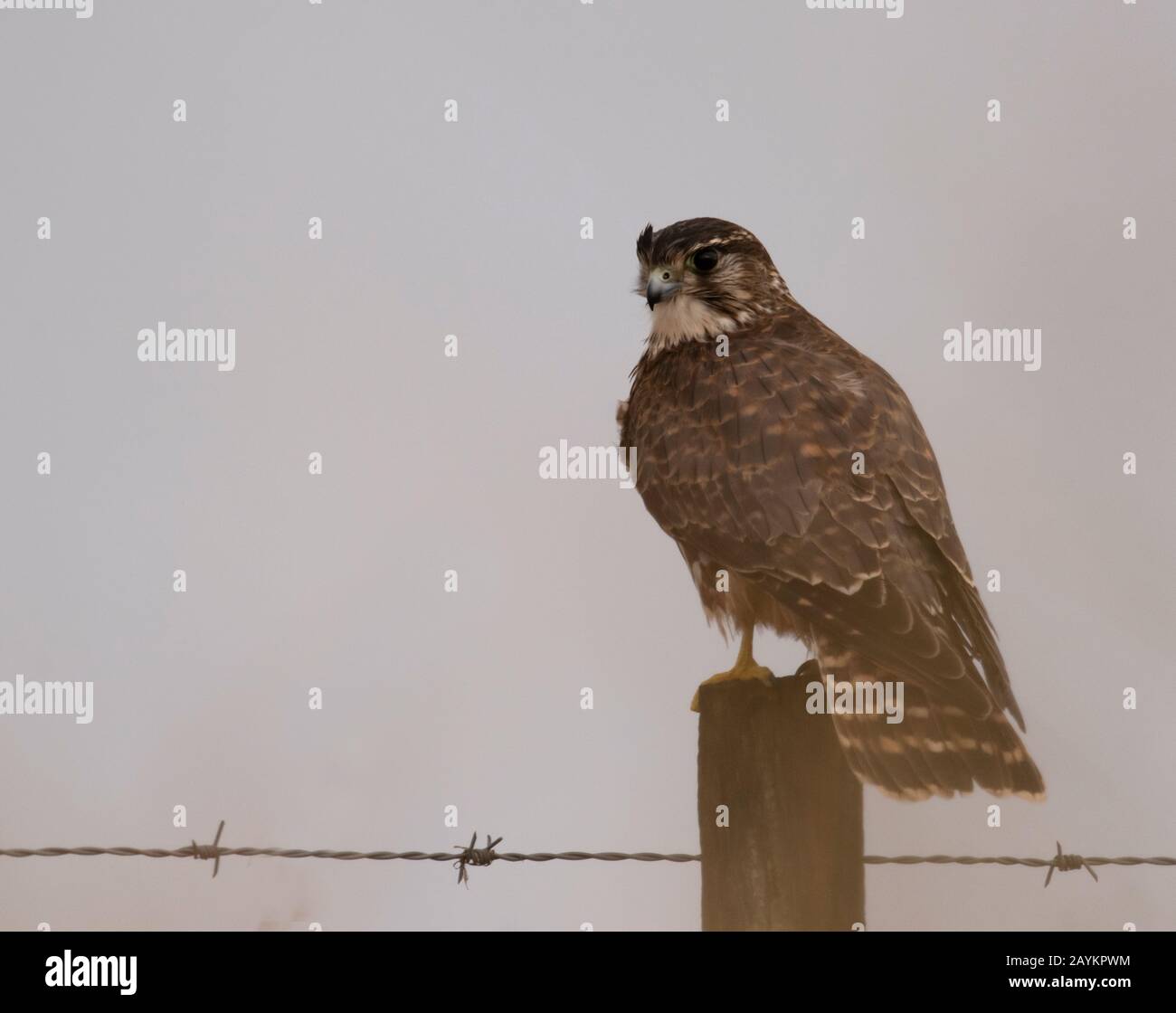 A wild female Merlin (falco columbarius) perched on wooden post ...