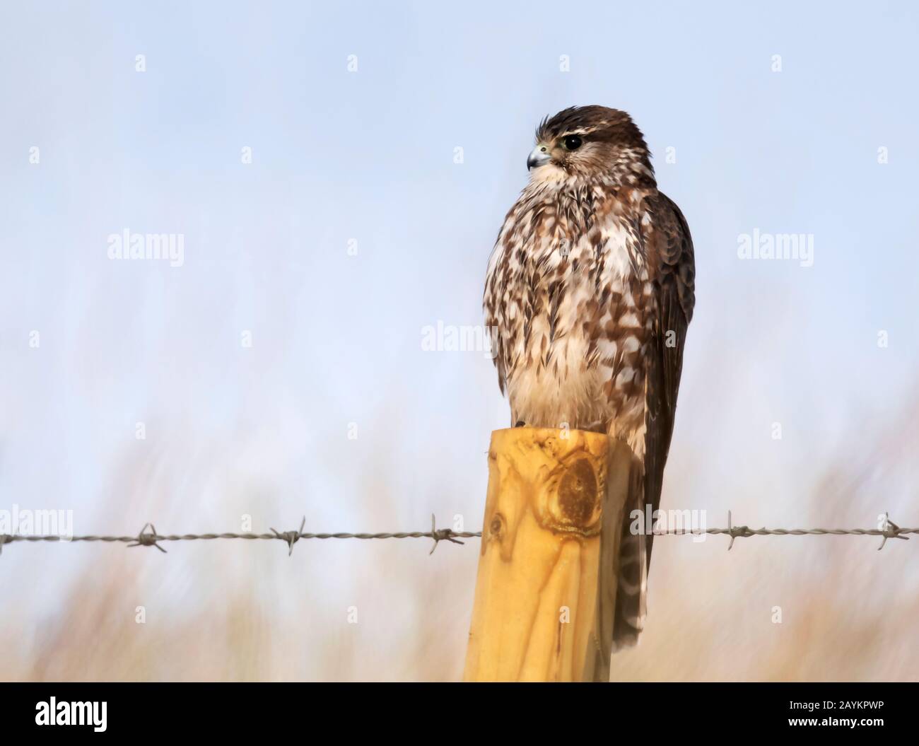 Merlin falcon hi-res stock photography and images - Alamy