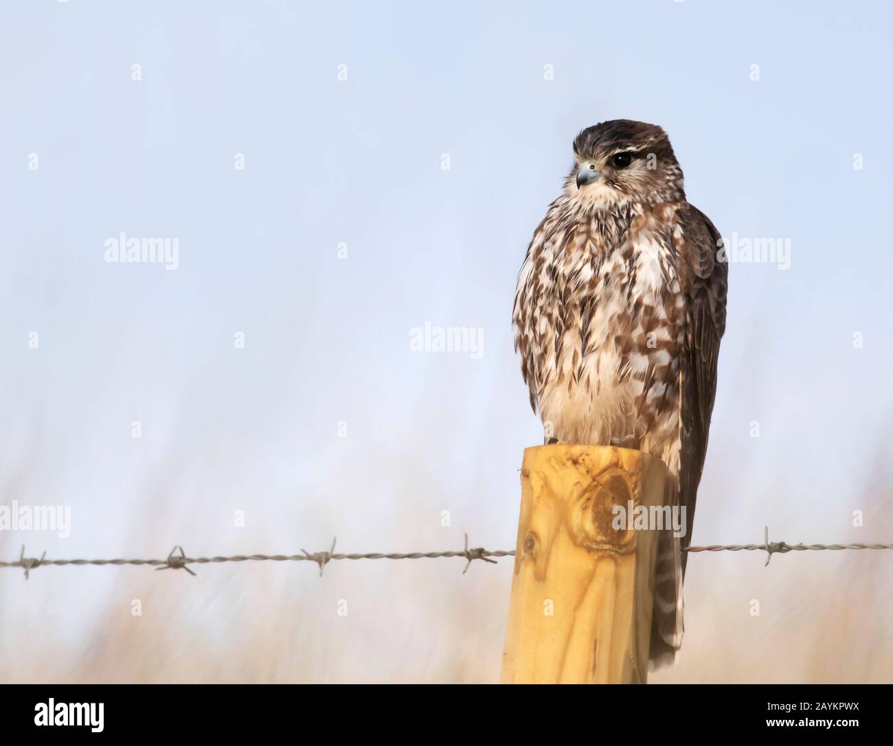 A wild female Merlin (falco columbarius) perched on wooden post ...