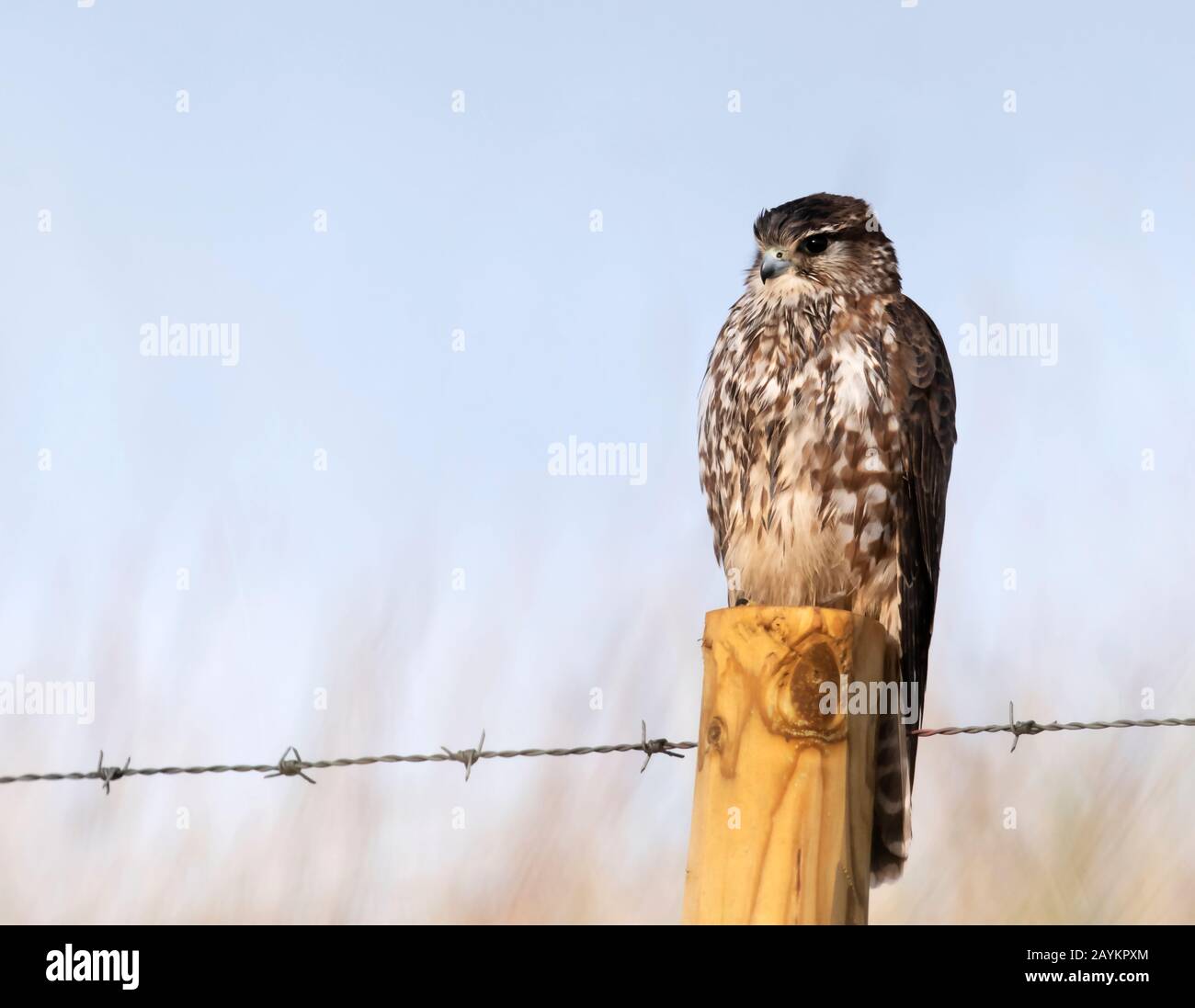 Merlin falcon hi-res stock photography and images - Alamy
