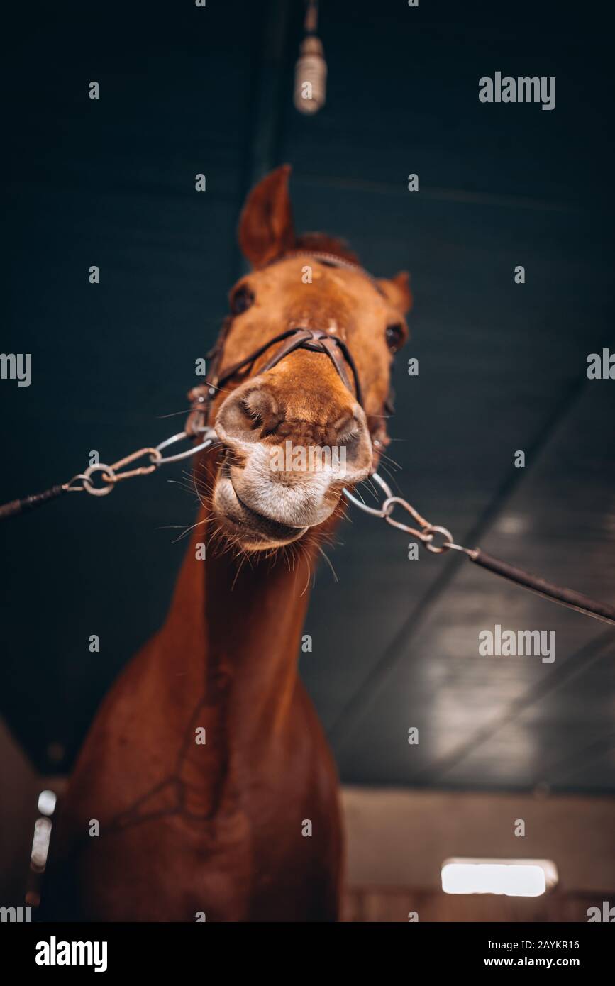 surprised horse in the stall, close up view of fun horse snout with ...