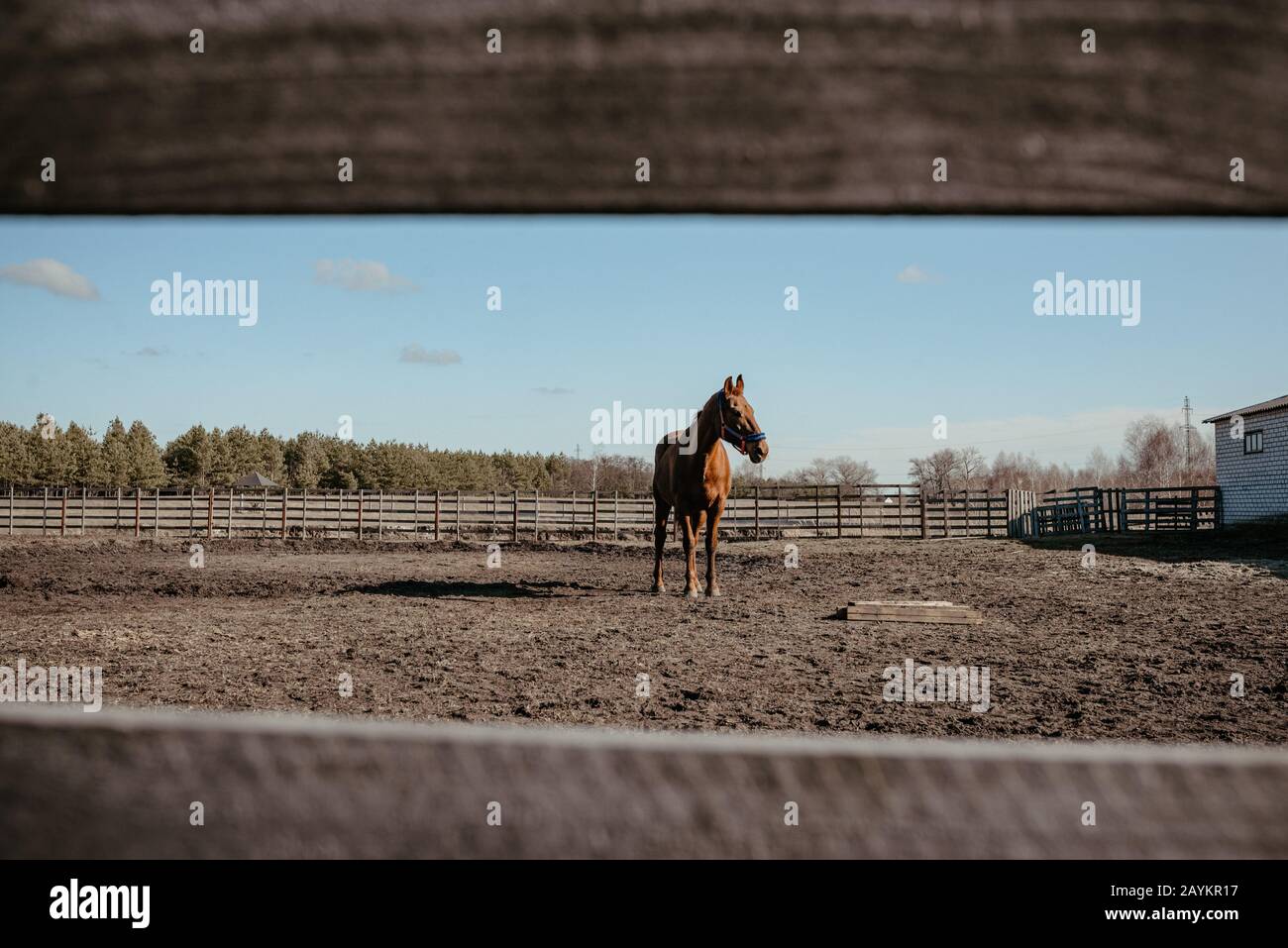 Beautiful horse on paddock horse in spring Stock Photo - Alamy