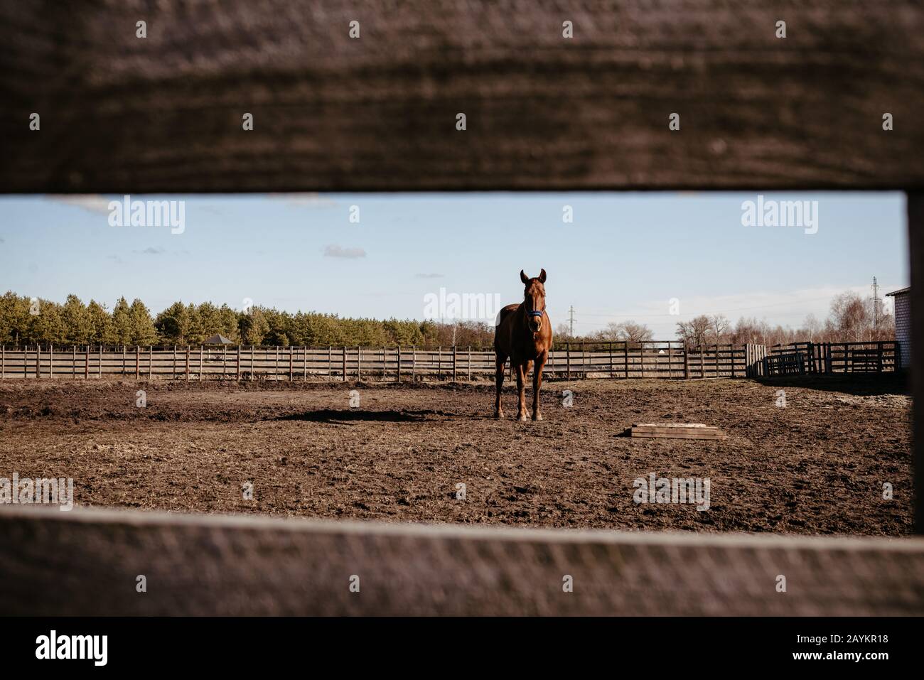 Beautiful horse on a farm in spring Stock Photo - Alamy