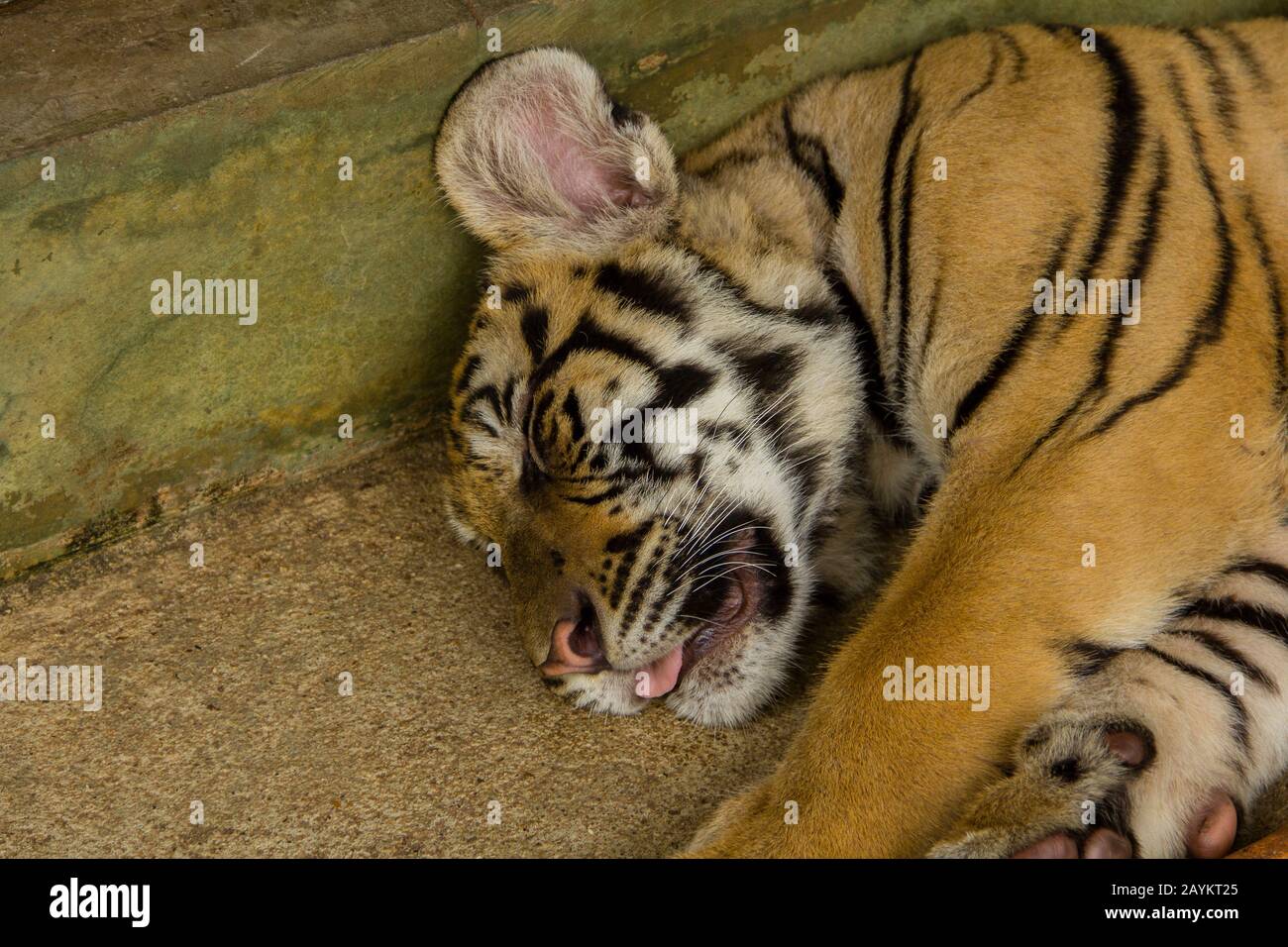 Tiger cub sleeping hi-res stock photography and images - Alamy
