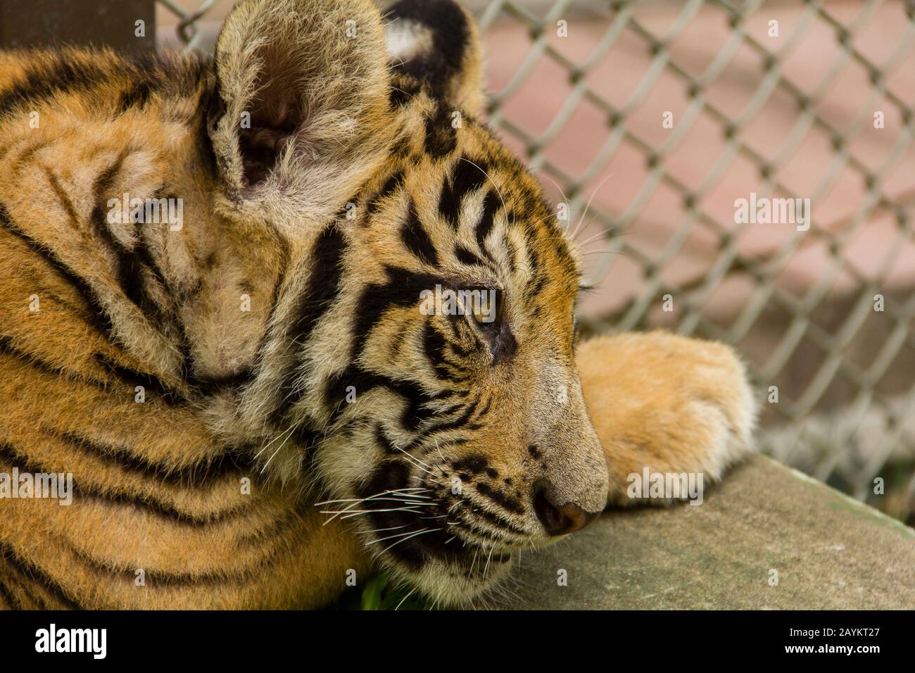 Adult tiger in Tiger Kingdom, Chiang Mai, Thailand Stock Photo - Alamy