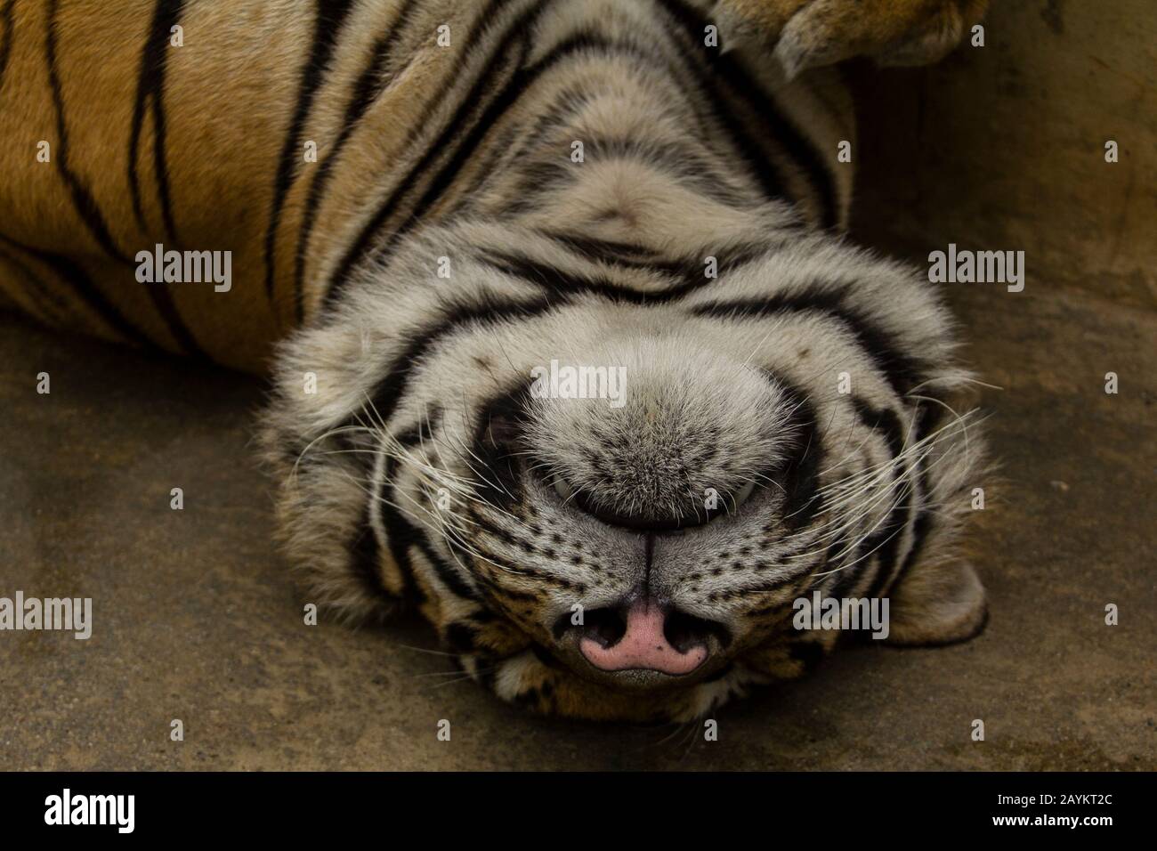Adult tiger in Tiger Kingdom, Chiang Mai, Thailand Stock Photo - Alamy