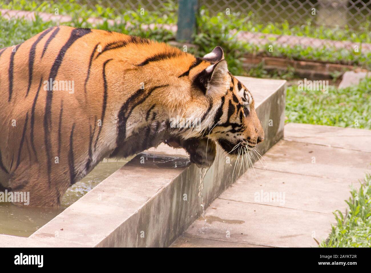 Adult tiger coming out of water in Tiger Kingdom, Chiang Mai, Thailand ...