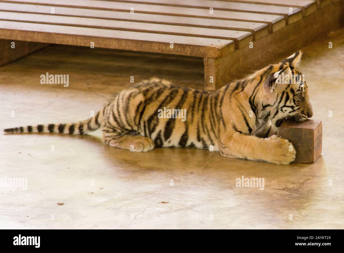 Tiger inside cage hi-res stock photography and images - Alamy