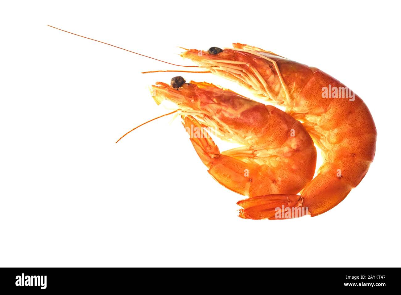 Two cooked pink shrimps on illuminated white background Stock Photo - Alamy