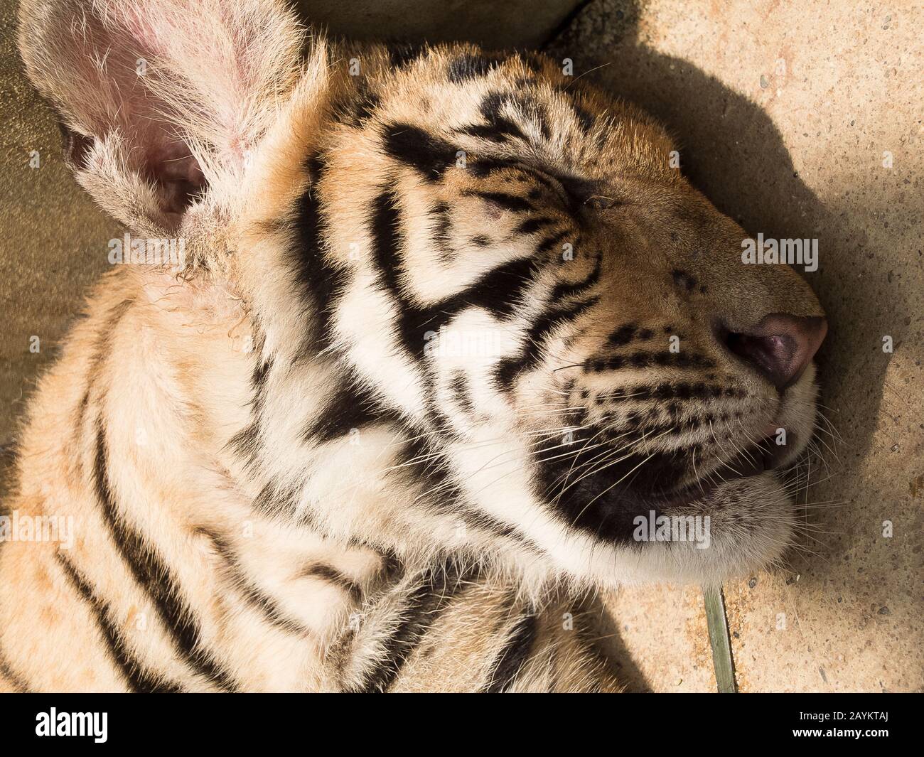 Tiger cubs asia cage hi-res stock photography and images - Alamy