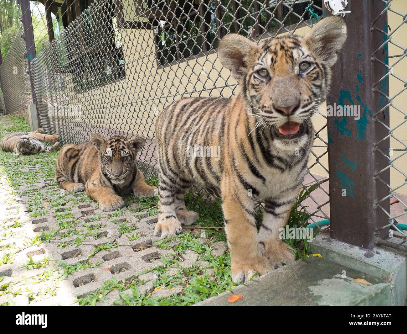 Indochinese tiger and thailand hi-res stock photography and images - Alamy