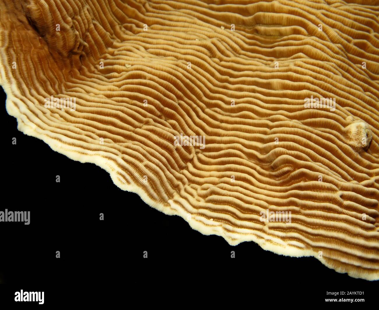 Texture and pattern details of coral Stock Photo - Alamy