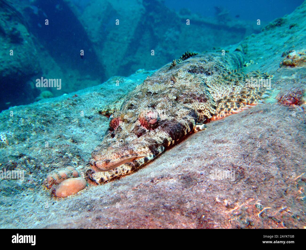 indian ocean crocodilefish (papilloculiceps longiceps Stock Photo - Alamy