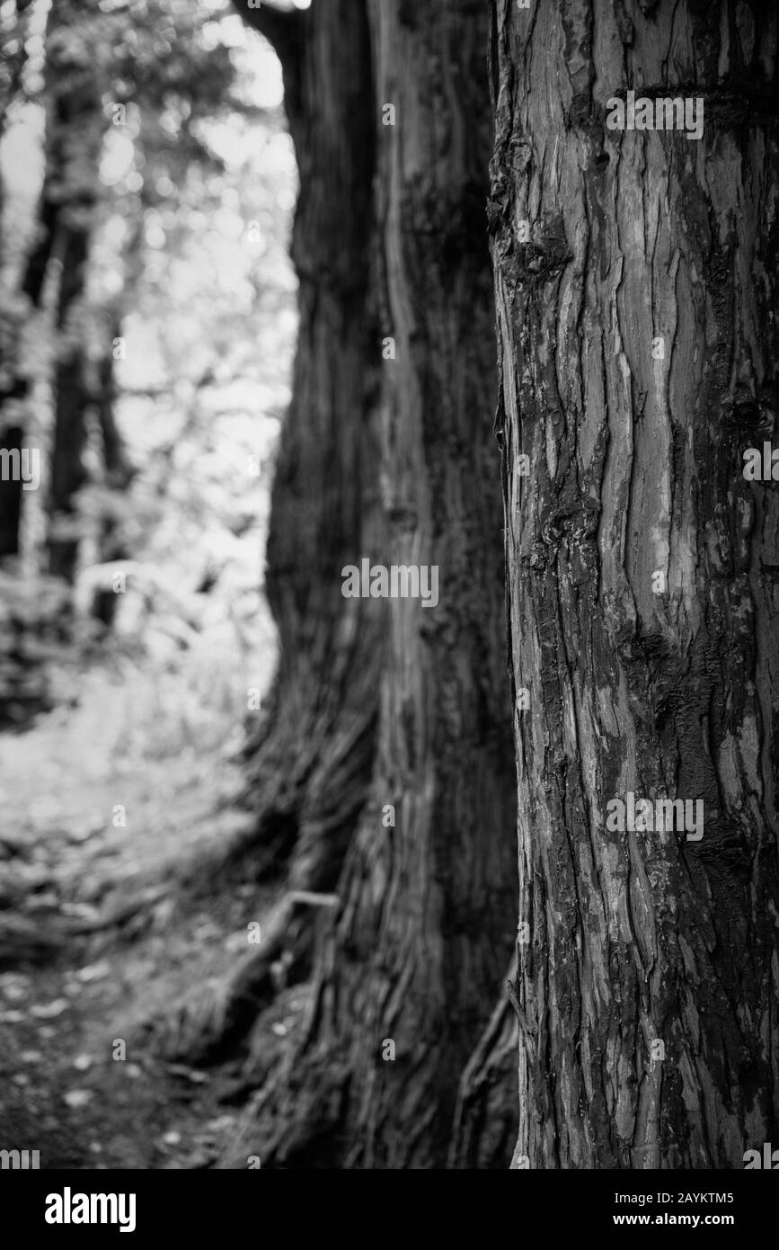 Depth of field with bokeh Black and White Stock Photos & Images - Alamy