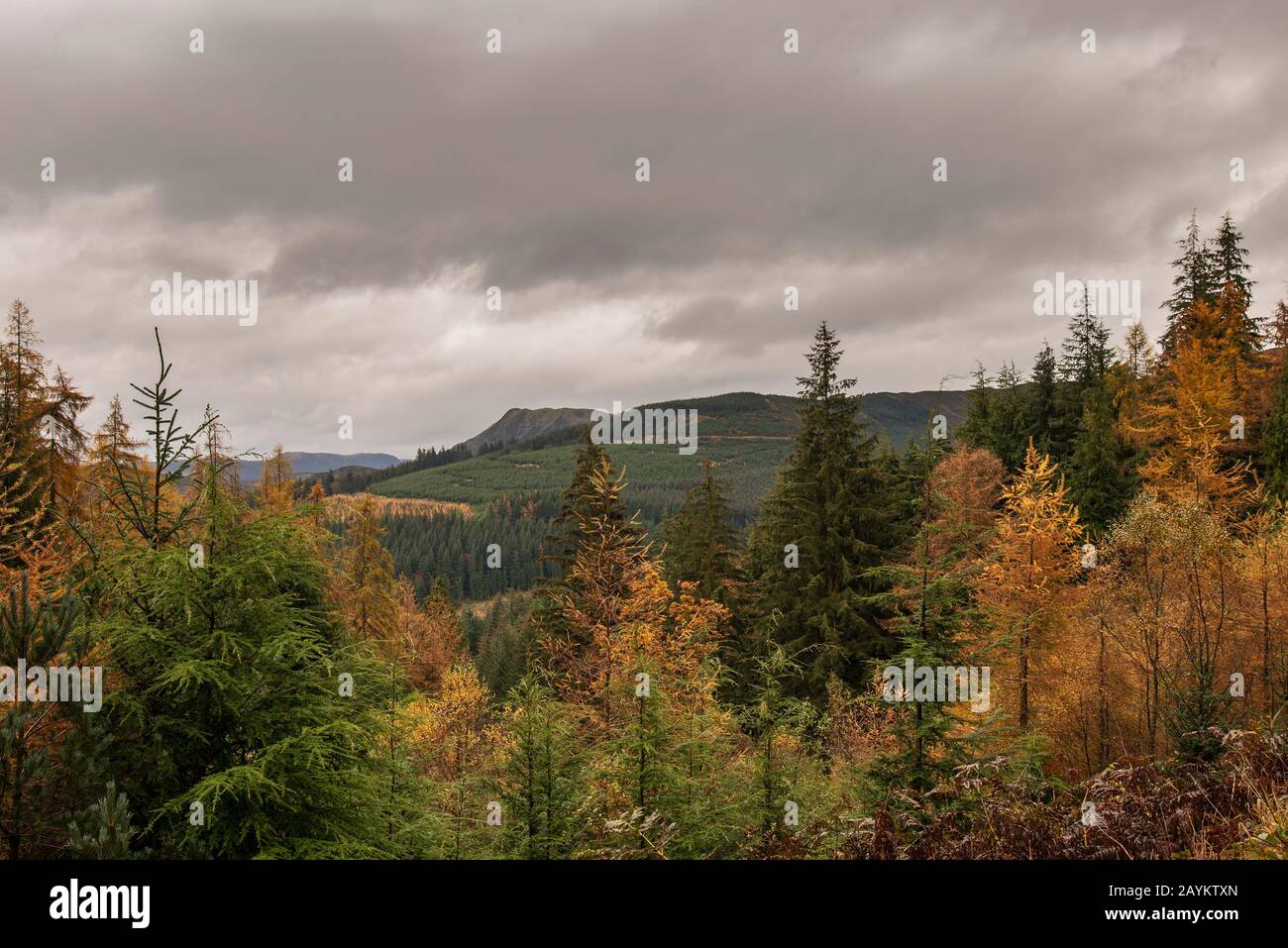 Beautiful Autumn Fall landscape of larch tree and pine tree forest in ...