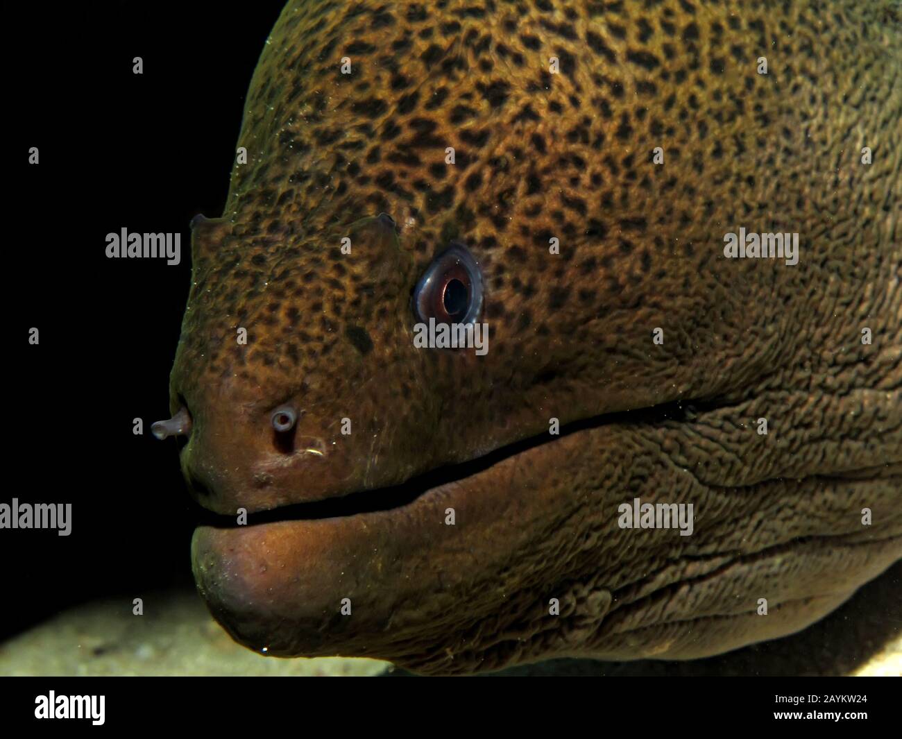 Giant moray (Gymnothorax javanicus). Taking in Red Sea, Egypt Stock ...
