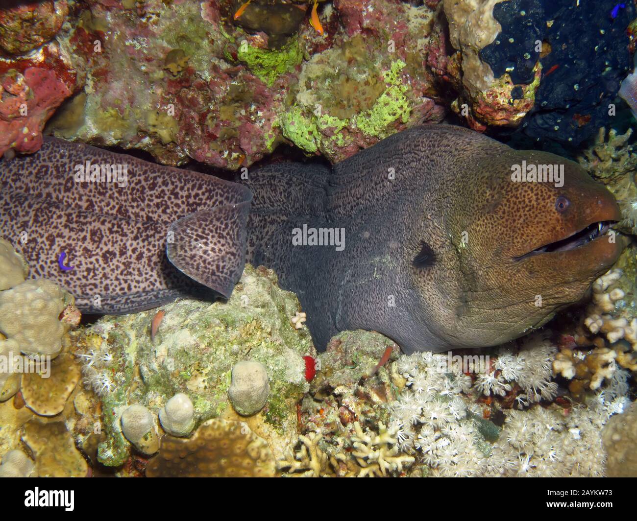 Giant moray (Gymnothorax javanicus). Taking in Red Sea, Egypt Stock ...