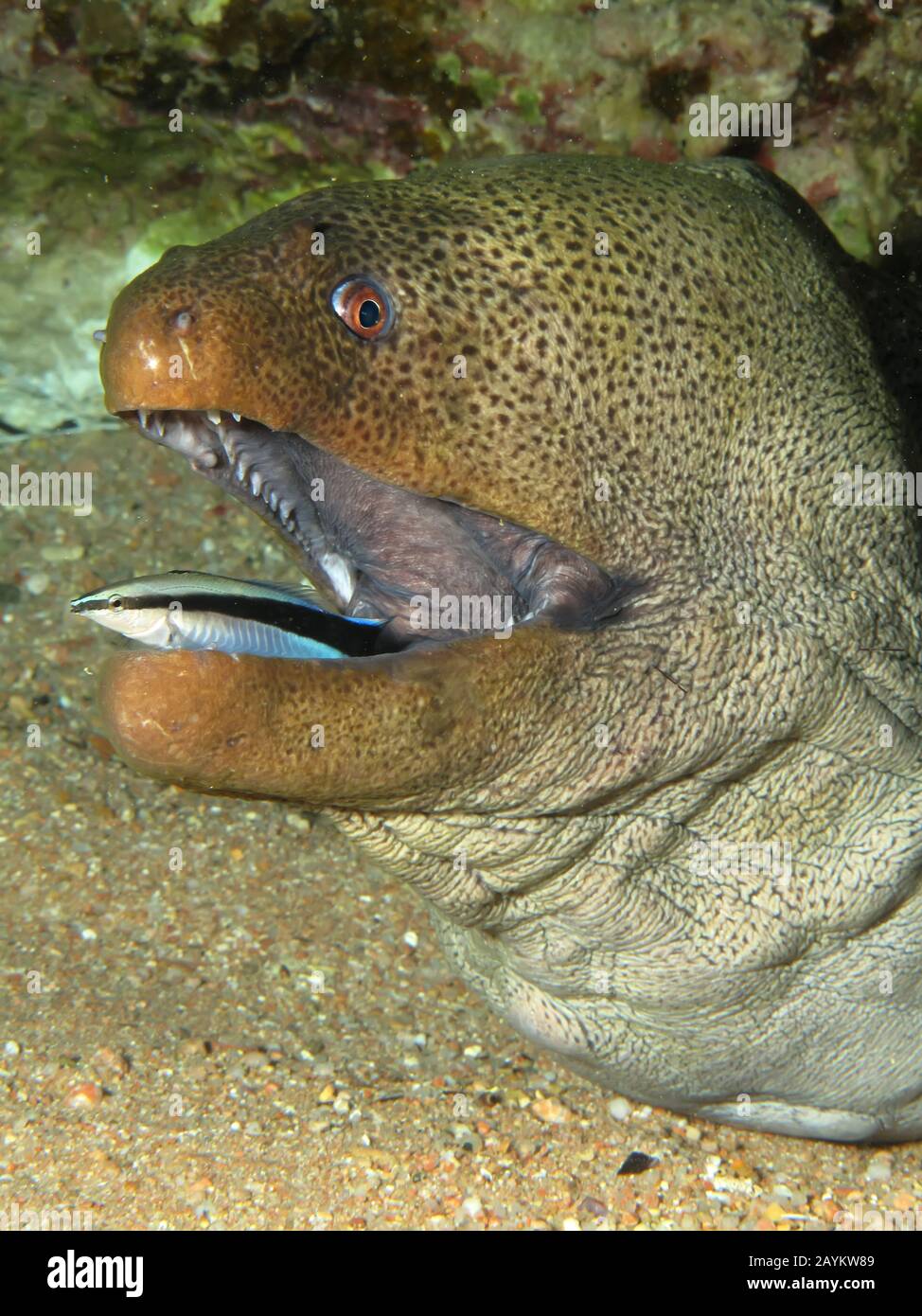 Giant moray (Gymnothorax javanicus). Taking in Red Sea, Egypt Stock ...