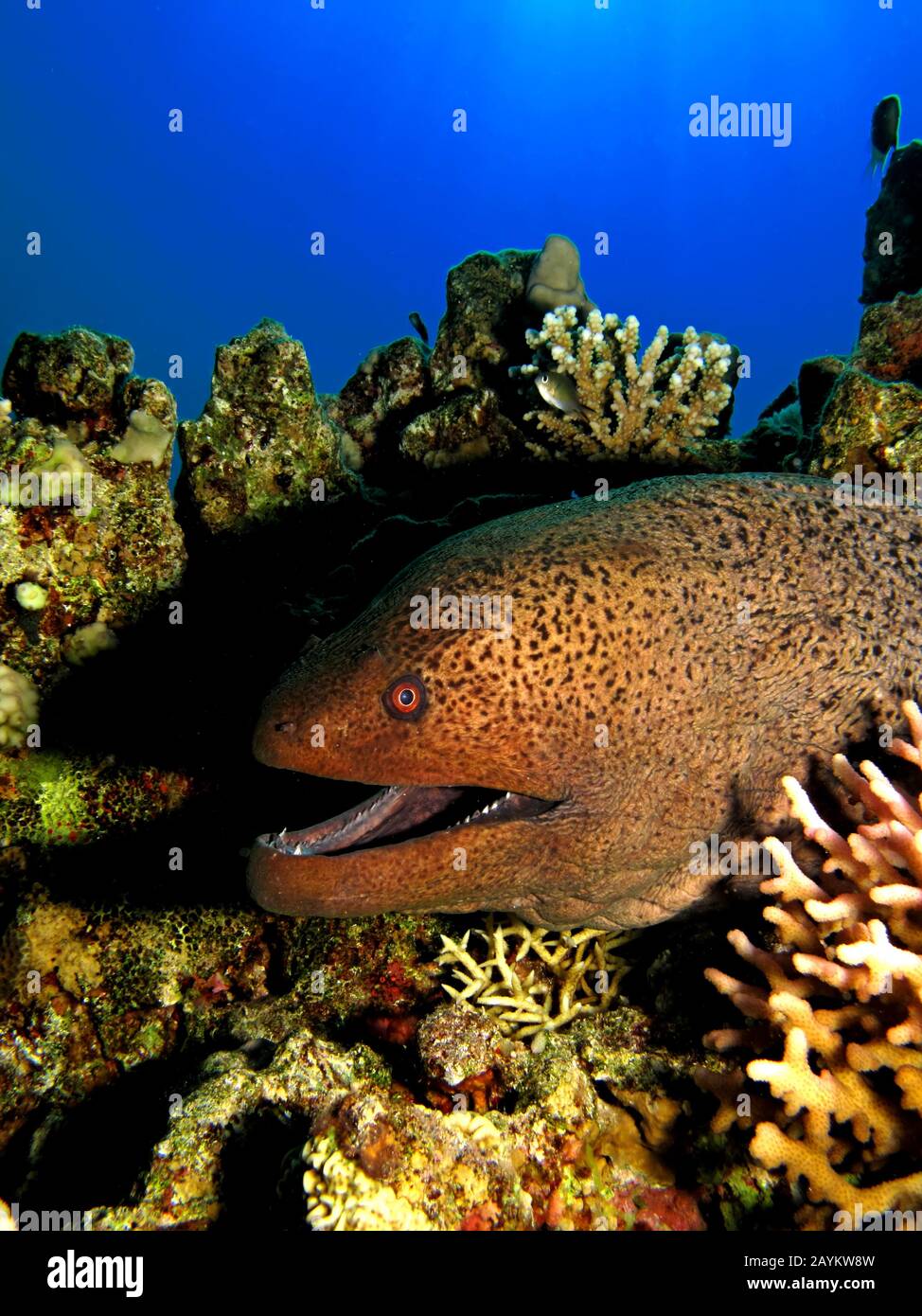 Giant moray (Gymnothorax javanicus). Taking in Red Sea, Egypt Stock ...