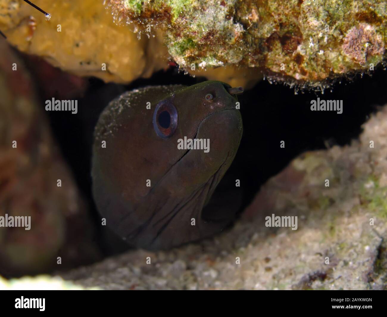 Undulated moray (Gymnothorax undulatus). Taking in Red Sea, Egypt Stock ...