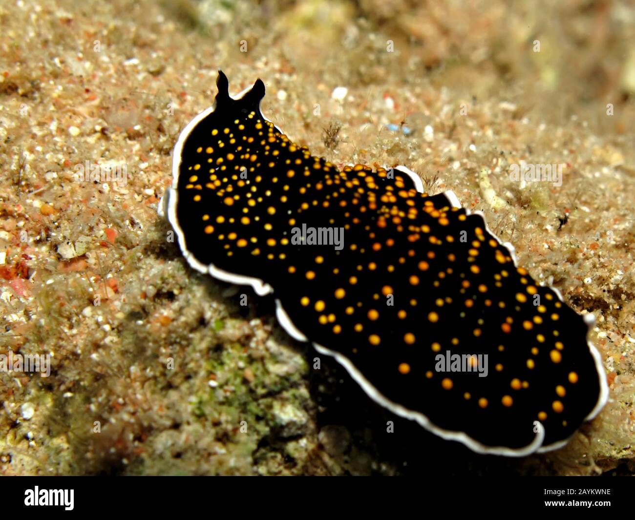 Gold dotted flatworm (Thysanozoon sp.) Taking in Red Sea, Egypt Stock ...