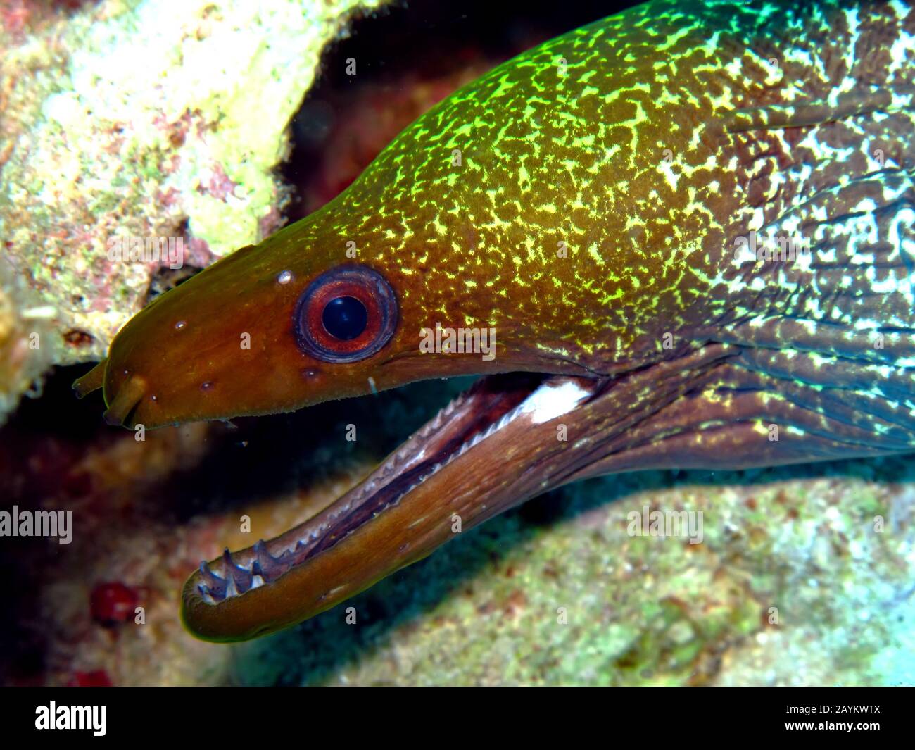 Undulate moray eel hi-res stock photography and images - Alamy