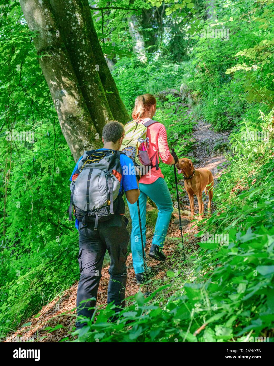 Adventure hike in a shady forest in nature park Altmühltal Stock Photo ...