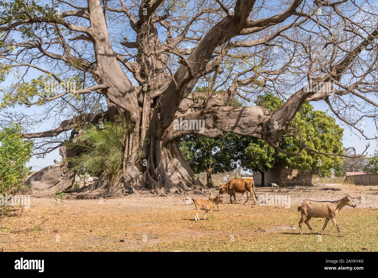 Fromager tree hi-res stock photography and images - Alamy