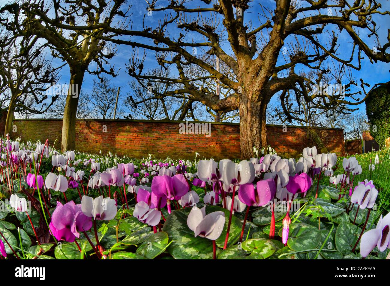 Spring flora england hi-res stock photography and images - Alamy