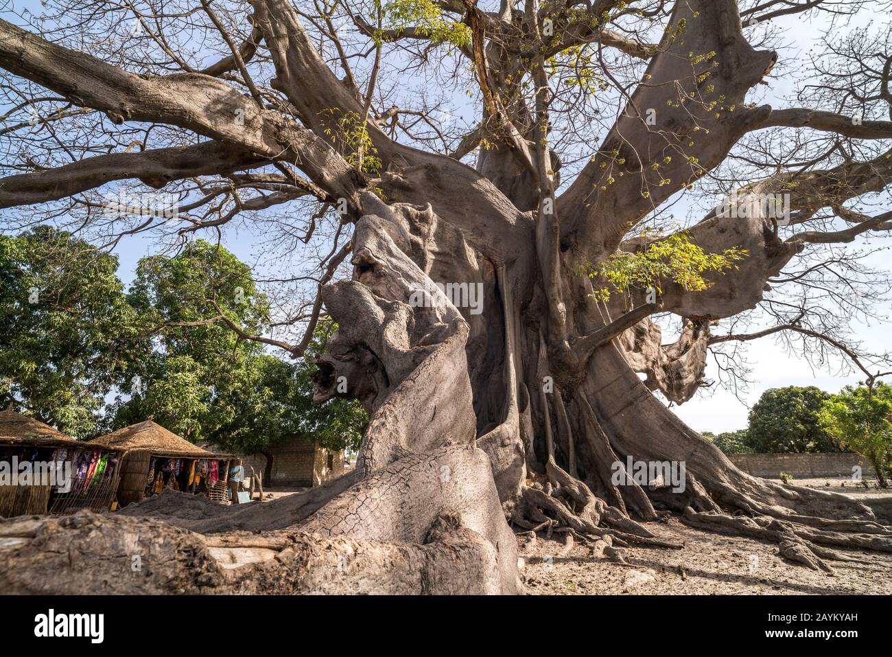 Fromager tree hi-res stock photography and images - Alamy