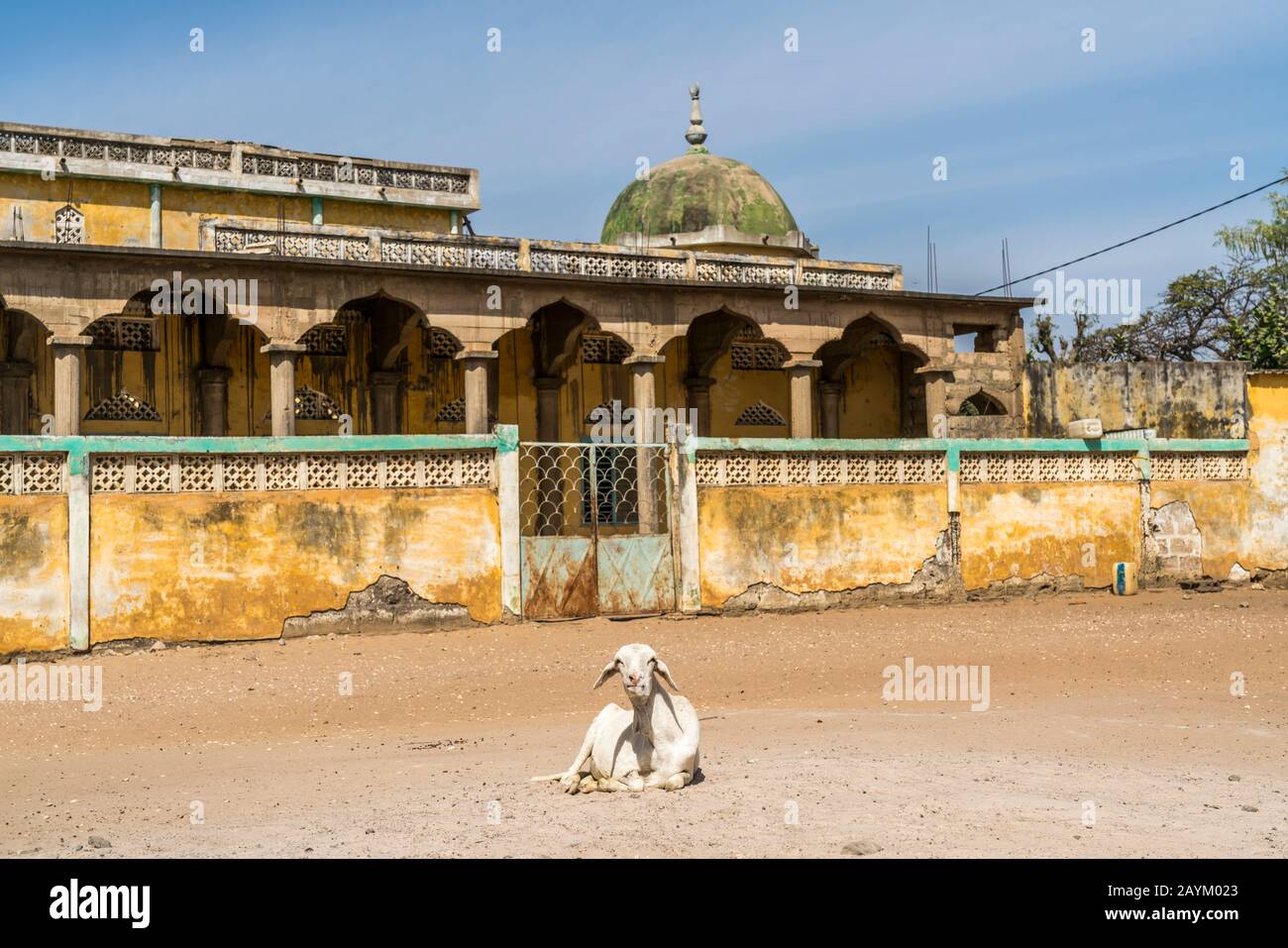 Ziege vor der Moschee in Missirah, Sine Saloum Delta, Senegal ...