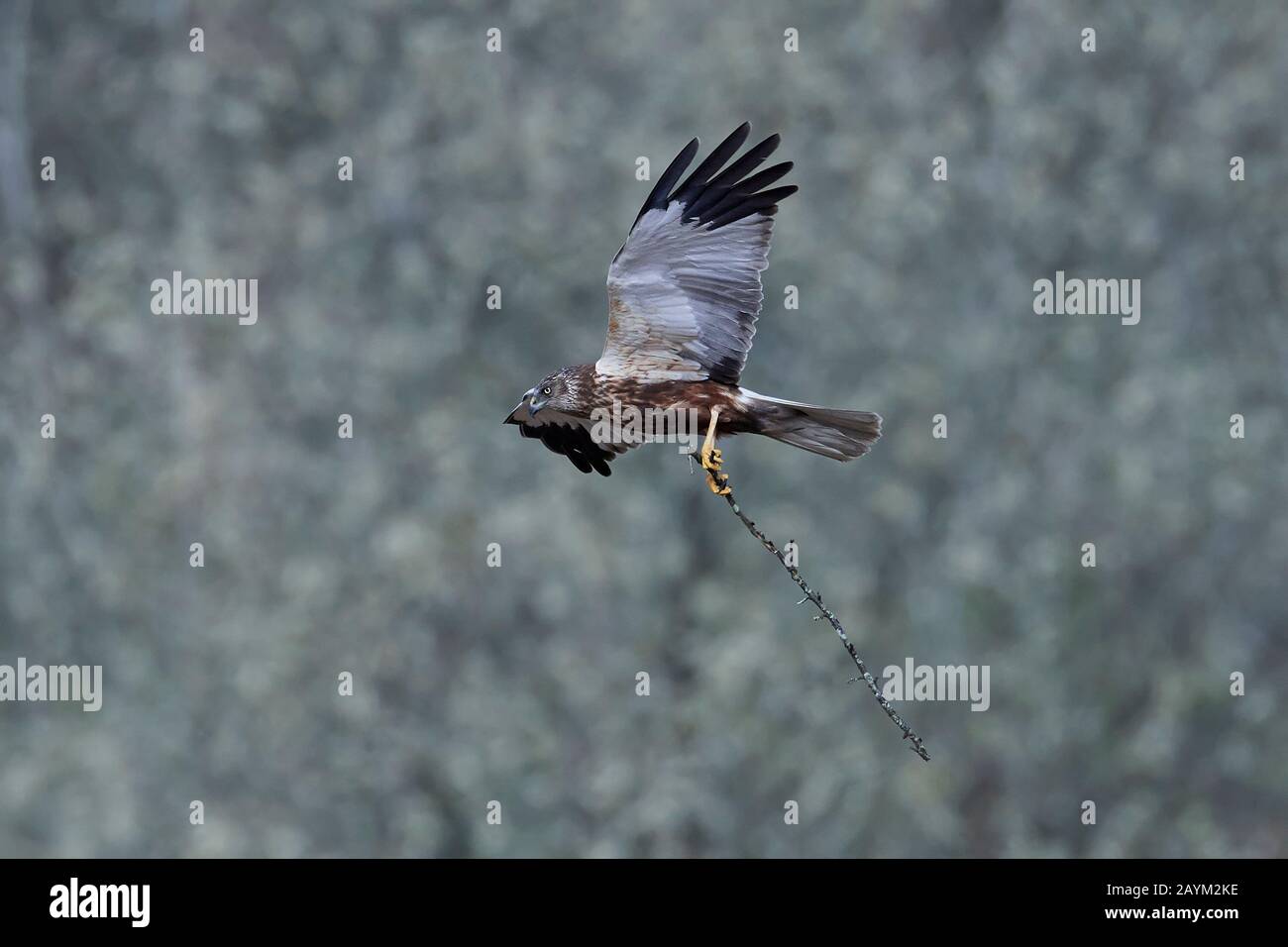 Western marsh harrier in flight in its natural habitat Stock Photo - Alamy