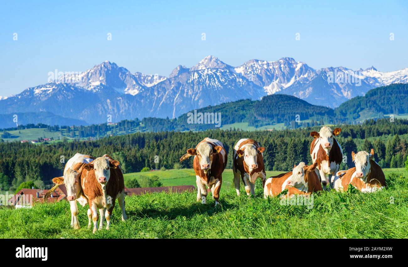 Grazing cows on meadow in summertime near Forggensee Stock Photo - Alamy