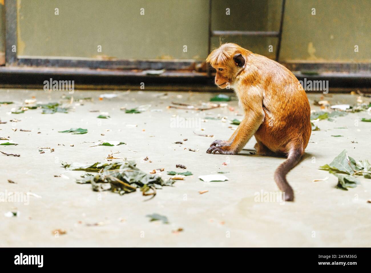 Portrait sad monkey park monkeys hi-res stock photography and images - Alamy