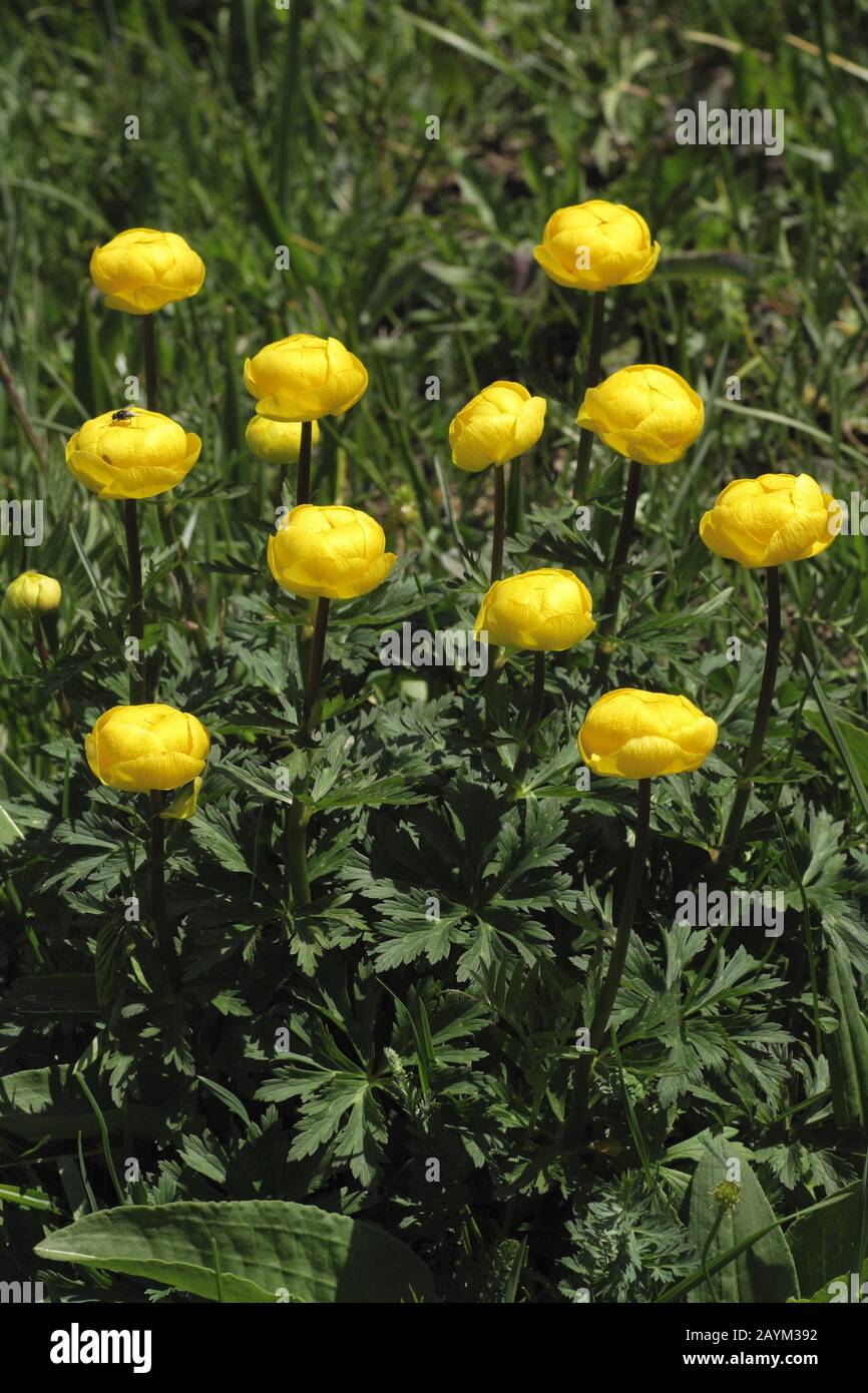 Trollblume, Trollius europaeus Stock Photo - Alamy