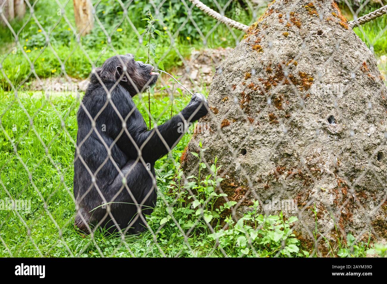 ape making a tool of a twig and hunting for ants or termites in the Zoo ...