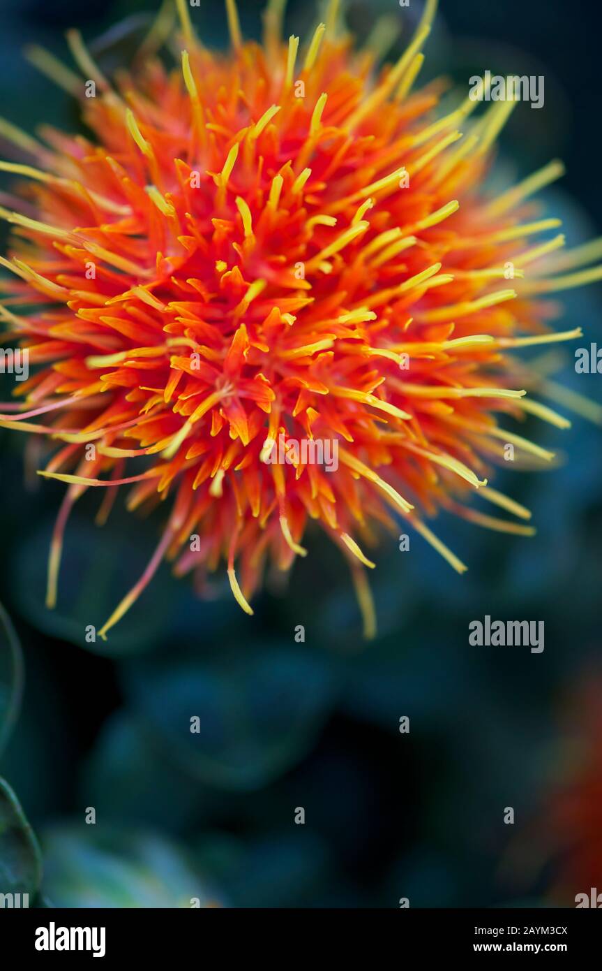 Bright red ball flower with an explosion of yellow tendrils standing ...