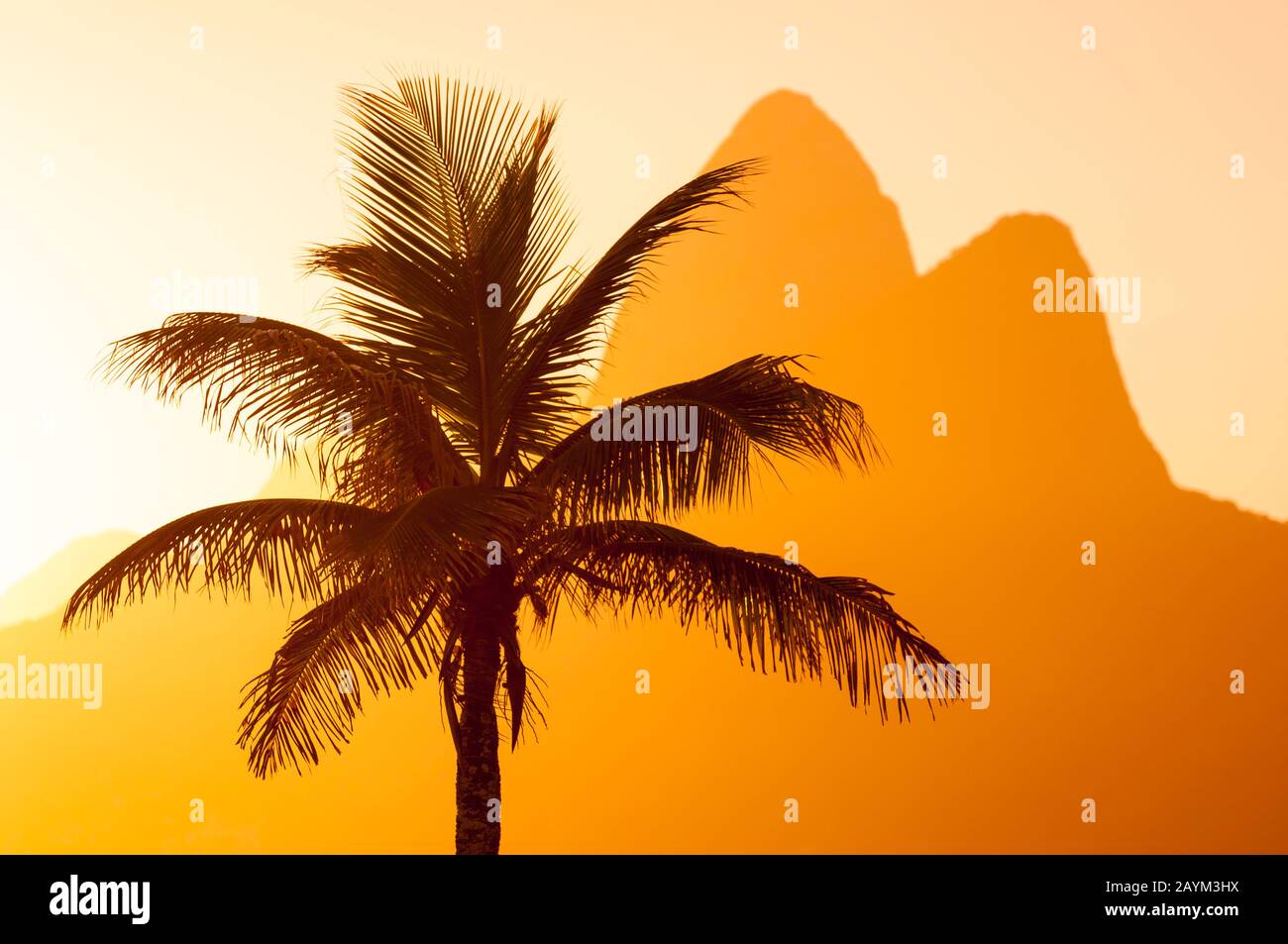 Silhouette of a palm tree standing in front of misty golden sunset view ...