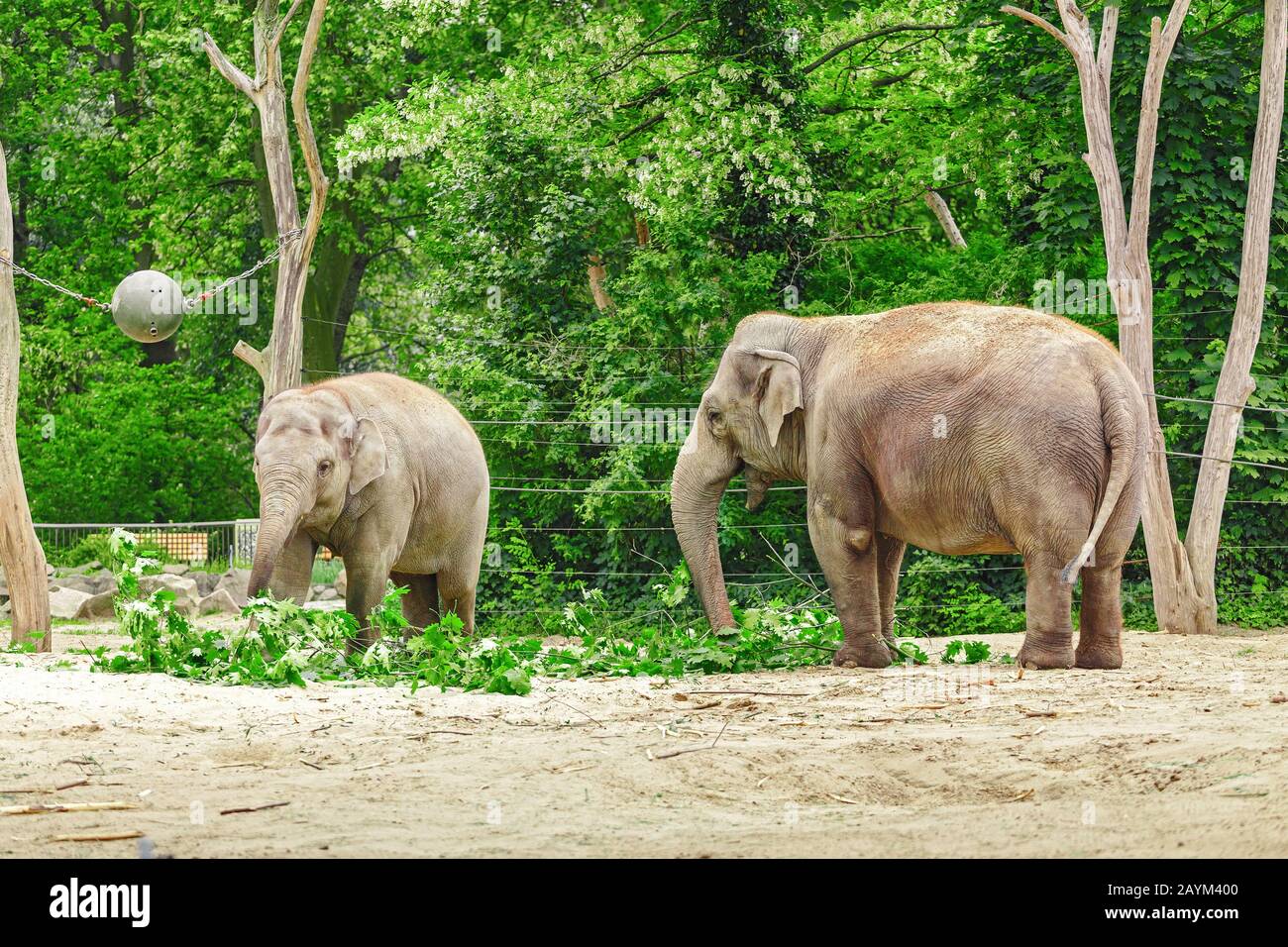 Elephant family eating grass and tree branches at feeding time in Zoo ...