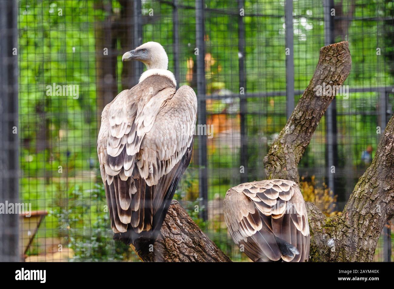 The Himalayan vulture Gyps himalayensis in the Zoo aviary Stock Photo ...