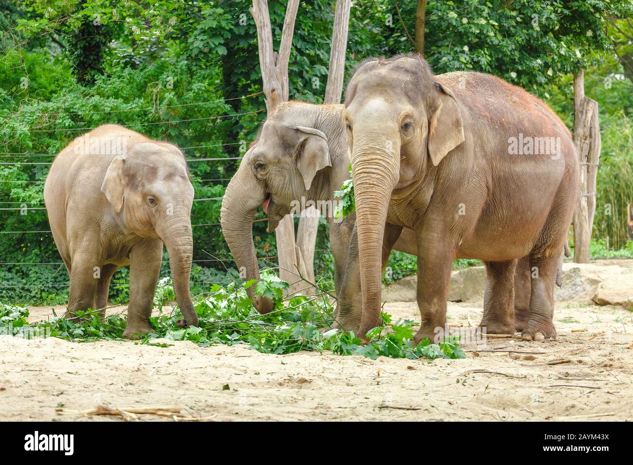 Elephant family eating grass and tree branches at feeding time in Zoo ...
