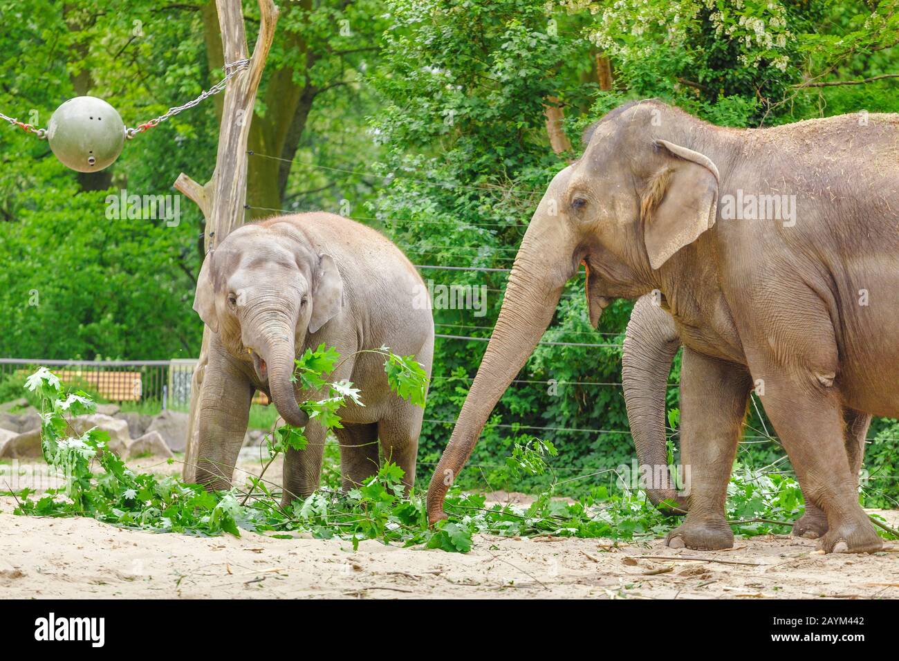 Elephant family eating grass and tree branches at feeding time in Zoo ...