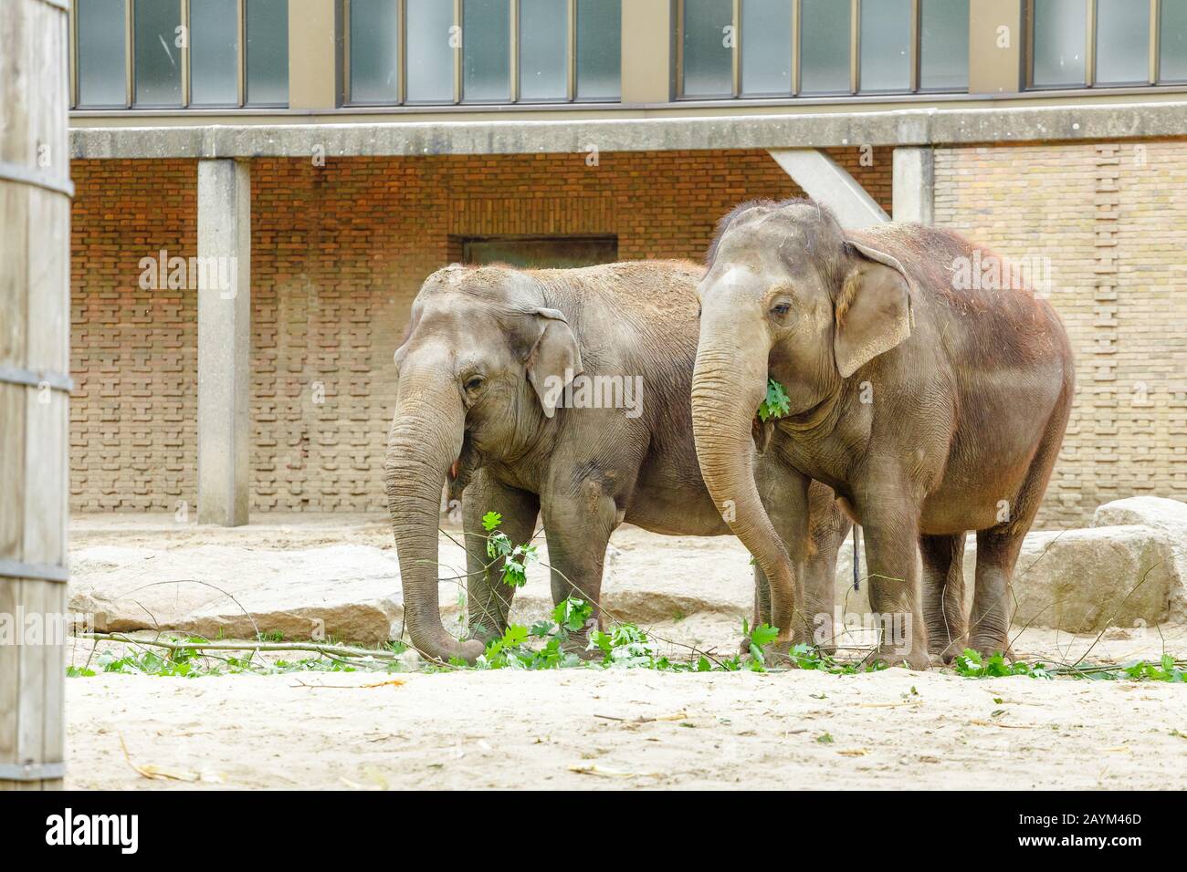 Elephant family eating grass and tree branches at feeding time in Zoo ...