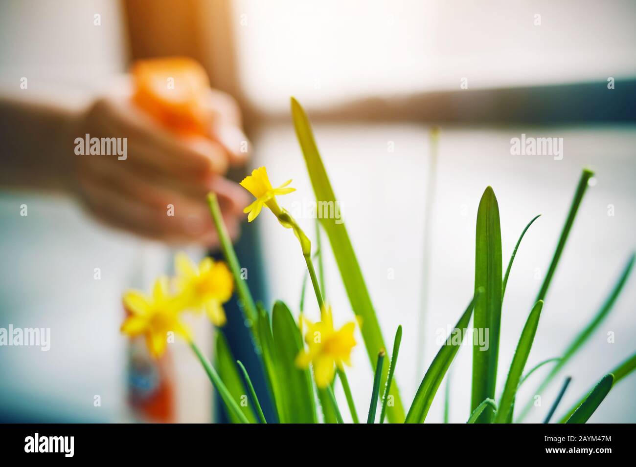 Sprinkling flower hi-res stock photography and images - Alamy