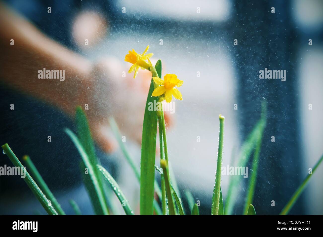 Sprinkling flower hi-res stock photography and images - Alamy