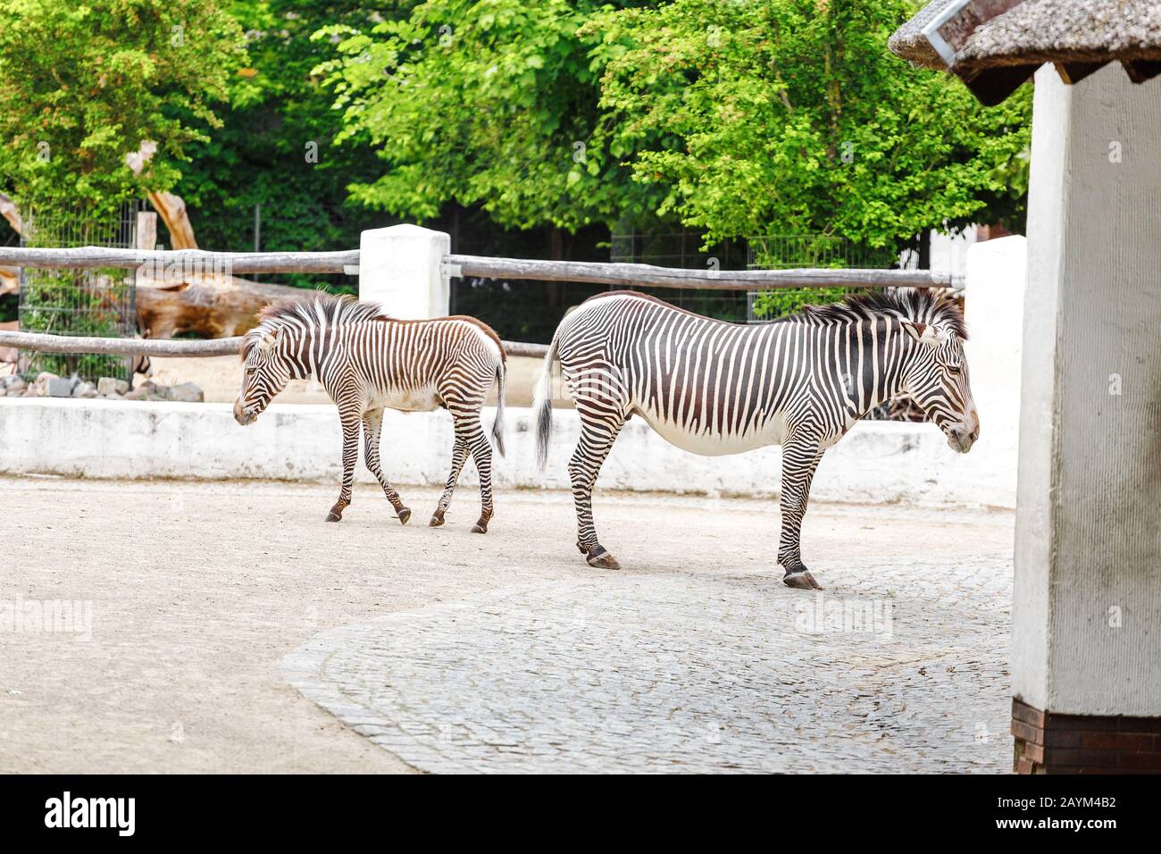 Two zebras in the Zoo Stock Photo - Alamy